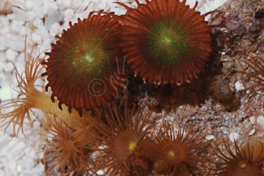 Yellow Polyps with Green Button Polyps - Parazoanthus spp.