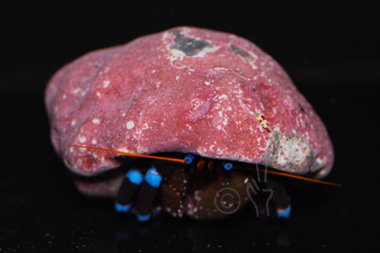 Electric Blue Knuckle Hermit Crab - Calcinus elegans