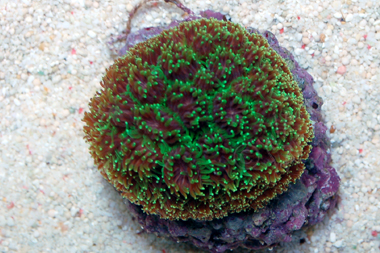 Green Galaxea Coral - Maricultured - Galaxea fascicularis