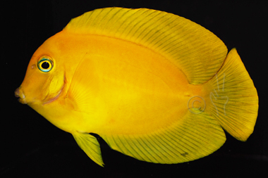 Juvenile Chocolate Tang/Yellow Mimic Tang - Acanthurus pyroferus