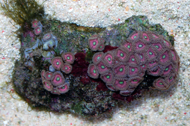 Metallic Pink Zoanthids with Green Mouth's - Zoanthus spp.