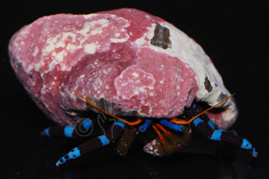Electric Blue Knuckle Hermit Crab - Calcinus elegans