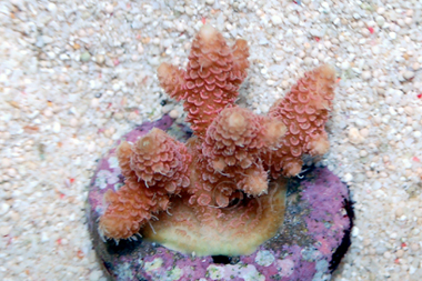 Metallic Pink Mille Acro - Maricultured - Acropora millepora