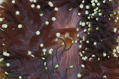 Ritteri Anemone - Brown Base - Heteractis magnifica