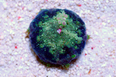 Blue Rimmed Pizza Anemone - Stichodactyla tapetum
