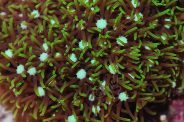 Green Star Polyps - Pachyclavularia spp.
