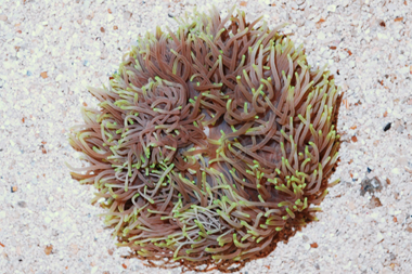 Ritteri Anemone - Tan Base - Heteractis magnifica