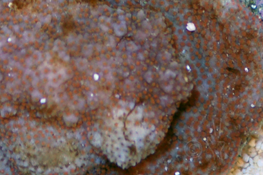 Orange Polyp Encrusting Montipora - Cultured - Montipora spp