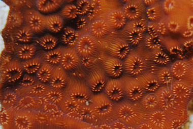 Orange Flowering Pavona - Pavona maldivensis