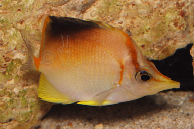 Caribbean Longnose Butterflyfish - Prognathodes aculeatus