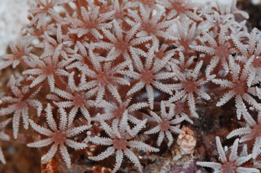 Encrusting Anthelia - Anthelia spp.