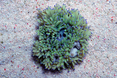 Purple Tip Green Tentacle Sebae Anemone - Heteractis crispa
