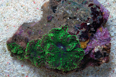 Neon Green Ricordea Yuma Rock - Ricordea yuma