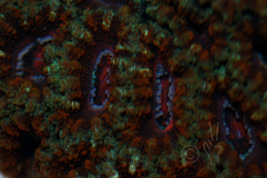 Rainbow Aussie Acan Lord Brain - Acanthastrea lordhowensis