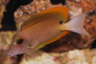Flame Fin Tang - Ctenochaetus tominiensis