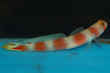 African Pinkbar Goby - Cryptocentrus aurora