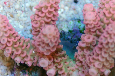 Pink Mille Acro - Cultured - Acropora millepora