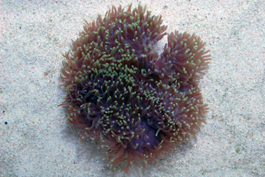 Green Tip Ritteri Anemone - Purple Base - Heteractis magnifica