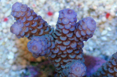 Blue/Purple Mille Acro - Cultured - Acropora millepora