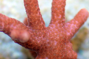 Orange/Pink Finger Montipora - Cultured - Montipora digitata