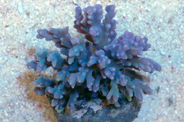 Purple Deepwater Acro - Cultured - Acropora sp.