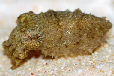 Cuttlefish - Tank Raised - Sepia spp.