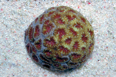 Red Eye TriColor Favia Brain Coral - Favia spp.