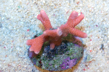 Orange/Pink Finger Monti Coral - Cultured - Montipora digitata