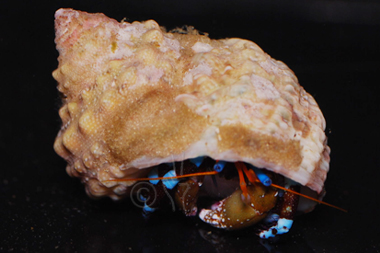 Electric Blue Knuckle Hermit Crab - Calcinus elegans