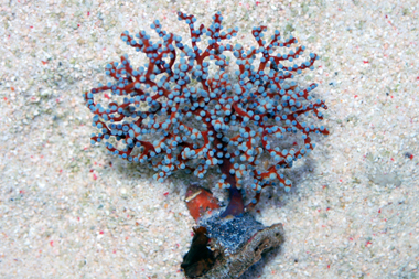 Blueberry Gorgonian - Acalycigorgia spp.