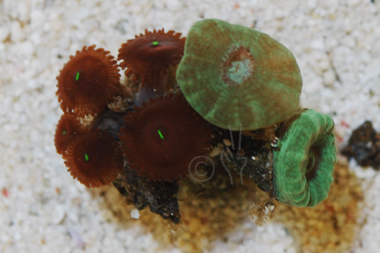 Trumpet Coral and Red People Eaters - Caulastrea curvata, Palythoa spp.