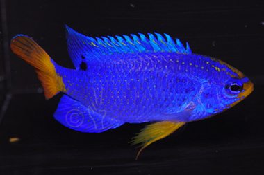 Orangetail Blue Damselfish - Chrysiptera cyanea-Male