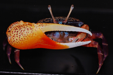 Blue Fiddler Crab - Uca spp.