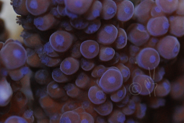 Purple Staghorn Acro - Acropora austera