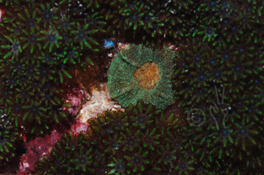 Blue and Green Sympodium - Sympodium spp.