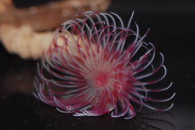 Pink and White Dwarf Feather Duster - Bispira spp.