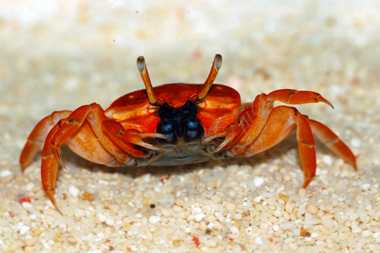 Red Burrowing Crab - Uca spp.
