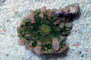 Rainbow Ricordea Yuma - Ricordea yuma