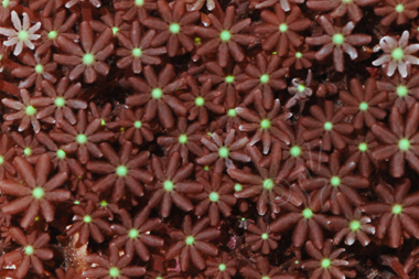 Daisy Polyps - Knopia spp.