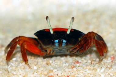 Black Widow Red Burrowing Crab - Uca spp.