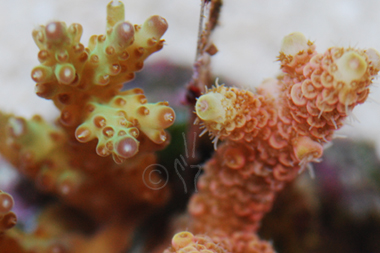 Acro Coral Combo - Acropora spp.