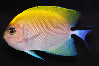 Swallowtail Angelfish - Genicanthus melanospilos