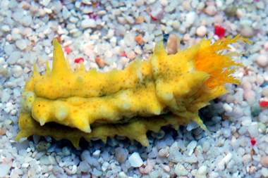 Yellow Sea Cucumber - Colochirus robustus