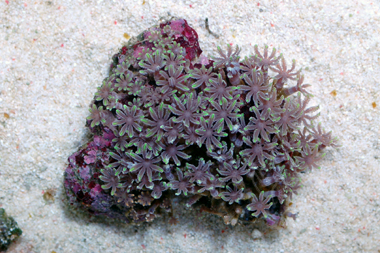 Rare Green and Gold Tipped Glove Polyps - Clavularia spp.