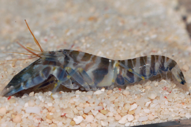 Banded Pistol Shrimp - Alpheus spp.