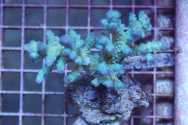 Blue Tip Green Acro - Maricultured - Acropora spp.