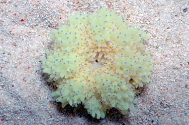 Blue Tip Sebae Anemone - Heteractis crispa