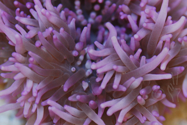 Pink and Purple Flat Anemone - Heteractis spp.
