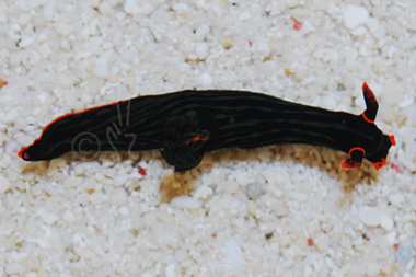 Variable Neon Slug - Nembrotha kubaryana