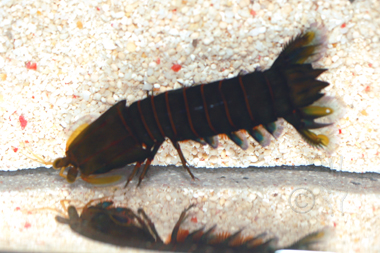 Purple Spot Mantis Shrimp - Gonodactylus smithii